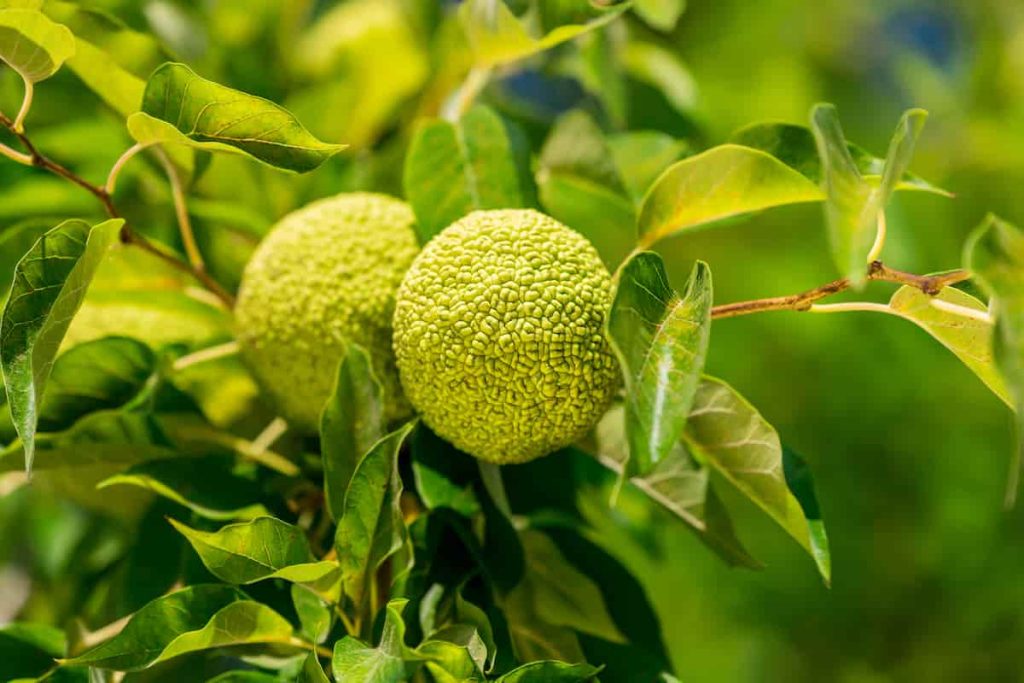 Hedge Apples (Osage Oranges), Packages of 4, 6 and 9 to 12 | Free ...